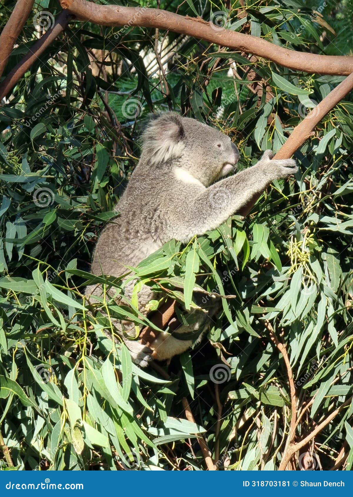 Koala Climbing in a Gum Tree Stock Image - Image of endangered ...