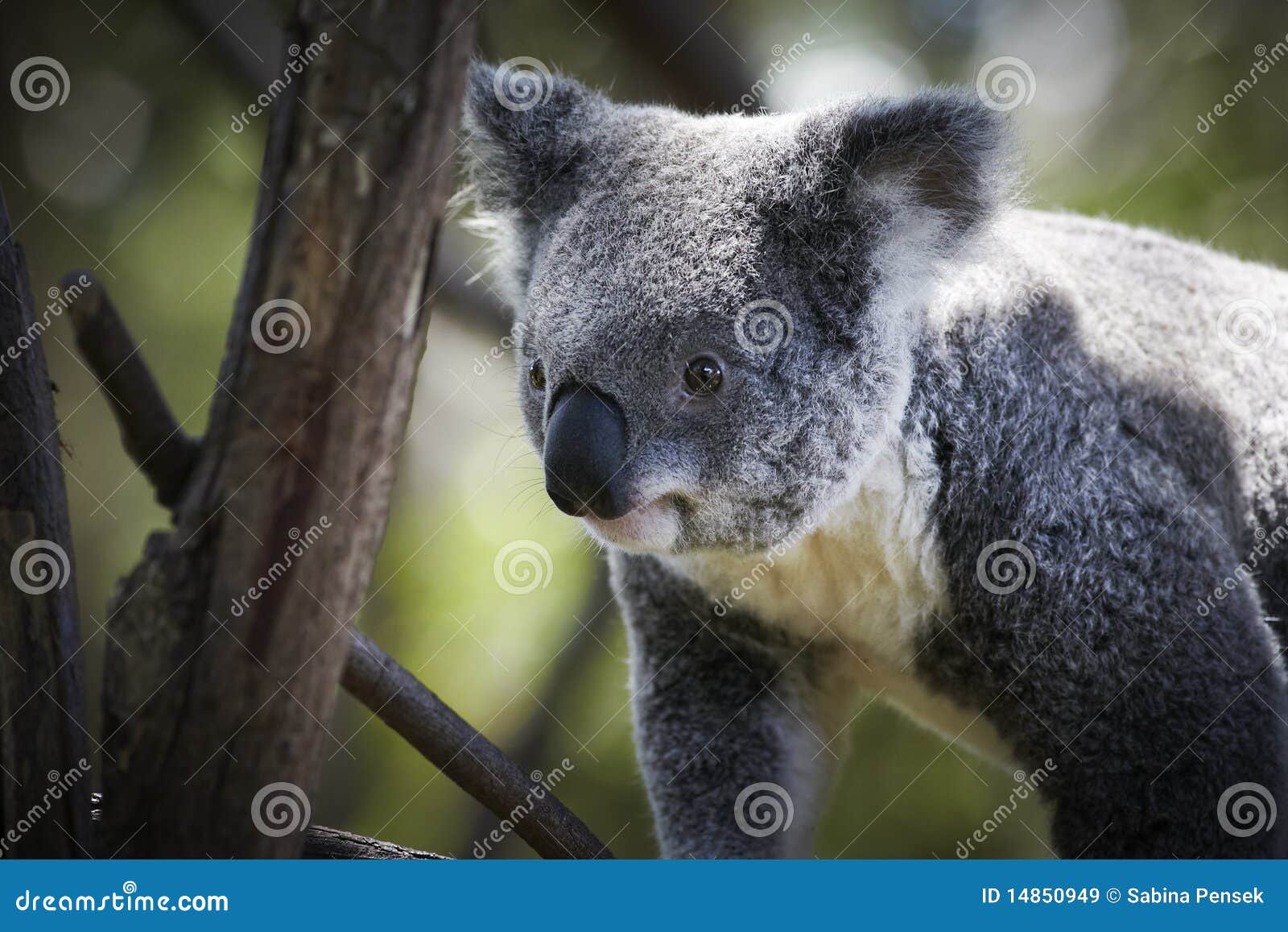 Koala climbing on a tree stock image. Image of green - 14850949