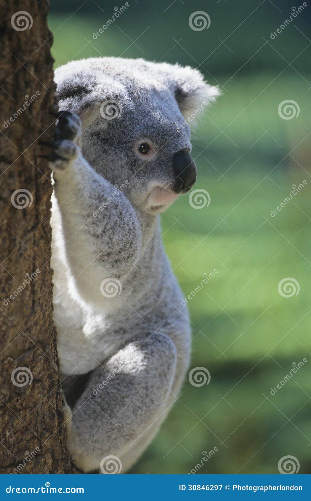 Koala climbing tree stock image. Image of outdoors, safety - 30846297