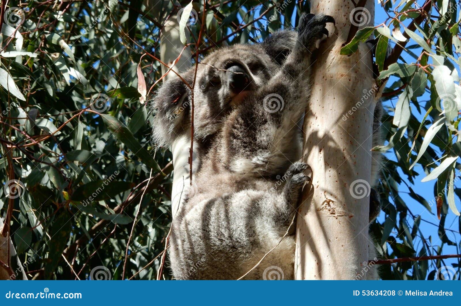 Koala stock photo. Image of animals, green, climbing - 53634208