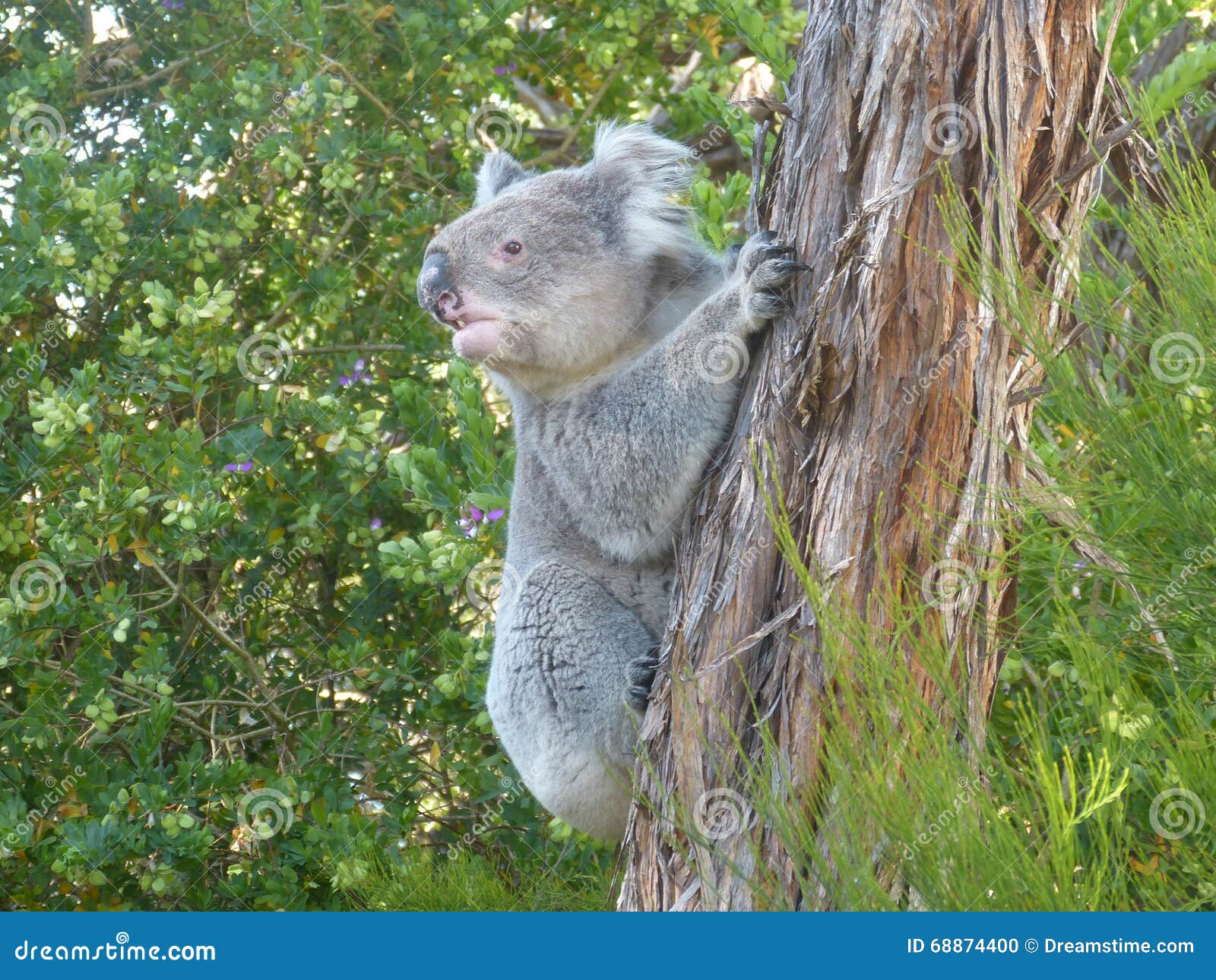 Koala. stock photo. Image of claws, grey, brown, climbing - 68874400