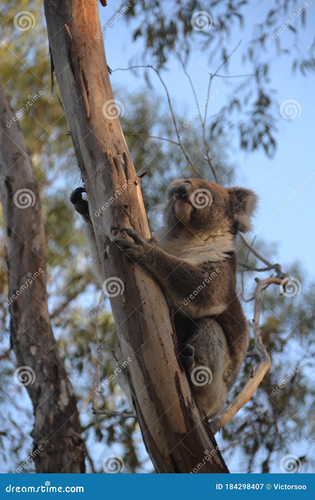 A koala climbing a tree stock image. Image of forest - 184298407