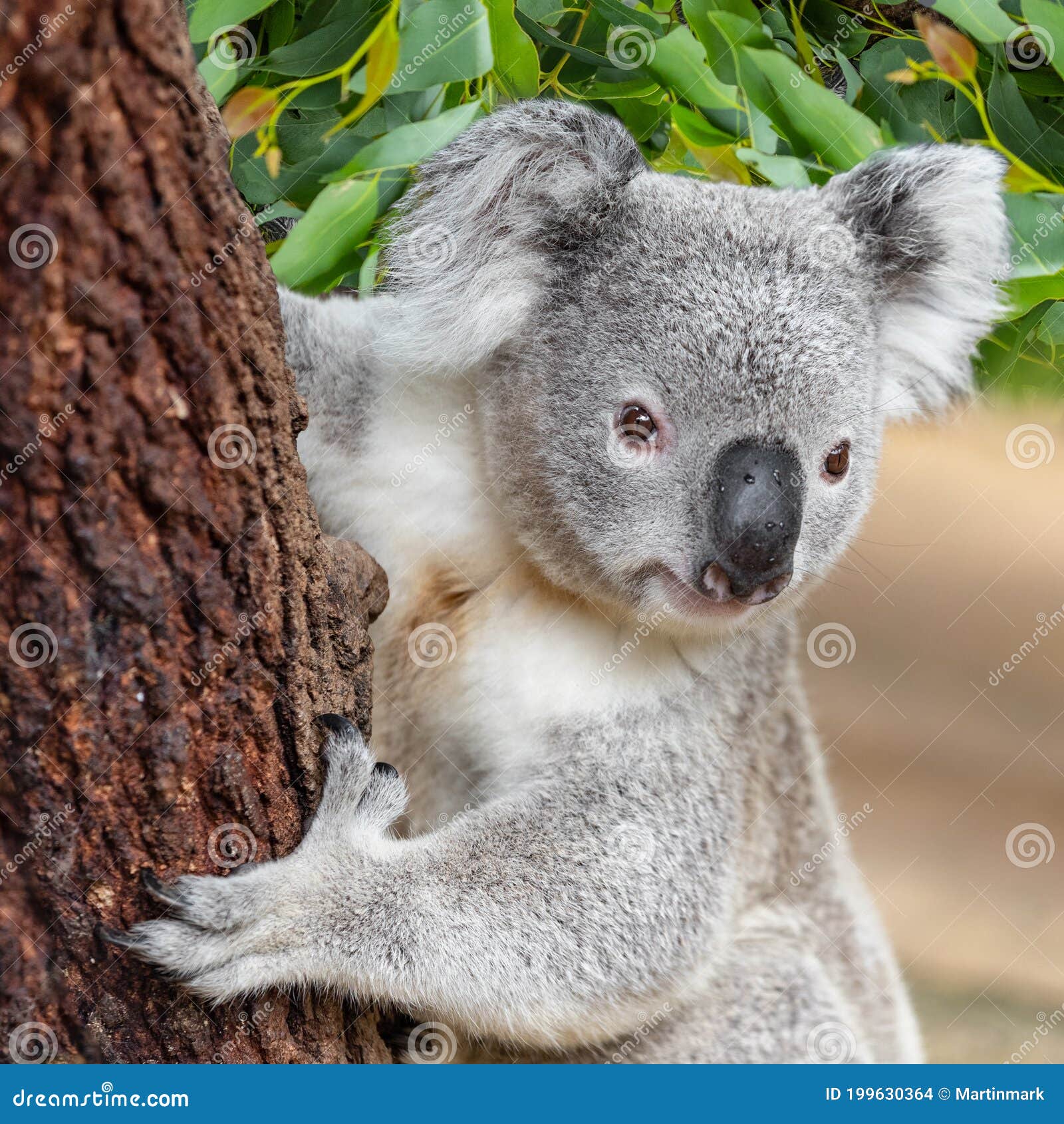 Koala Climbing Tree in Outback Wilderness in Australia Stock Photo ...
