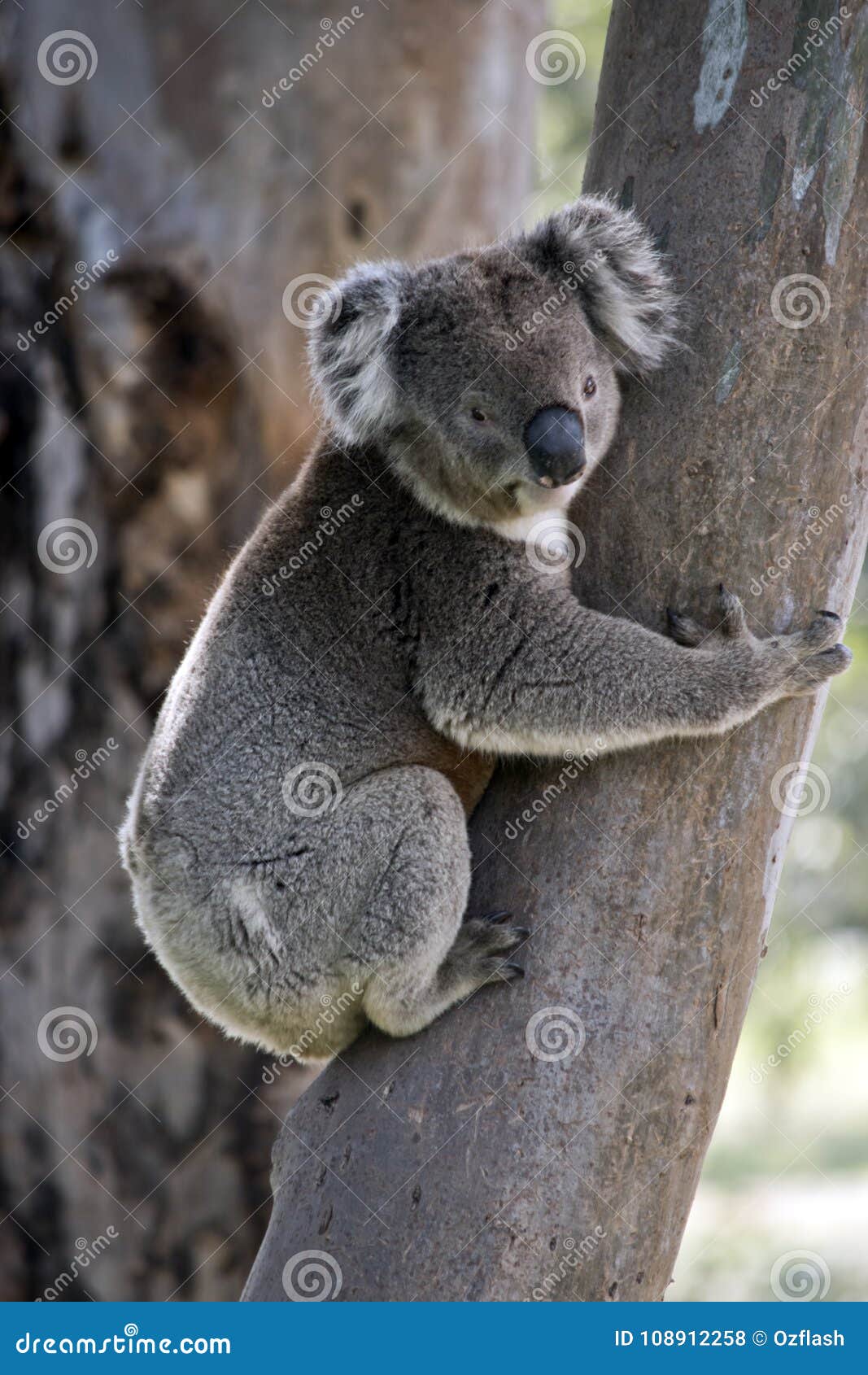 Koala climbing tree stock photo. Image of climbing, chin - 108912258