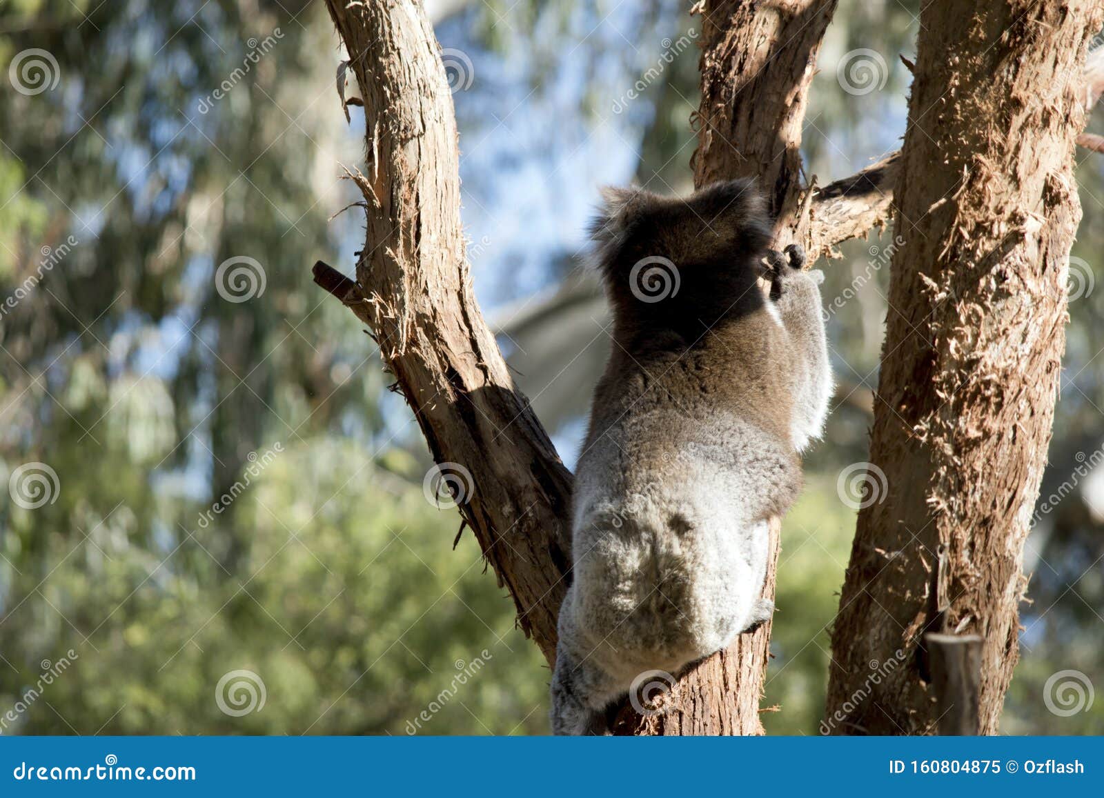 The Koala is Climbing Up a Tree Stock Image - Image of koala, bear ...