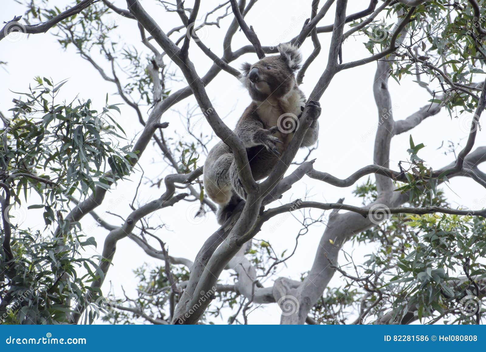 Koala climbing up tree stock photo. Image of climbing - 82281586