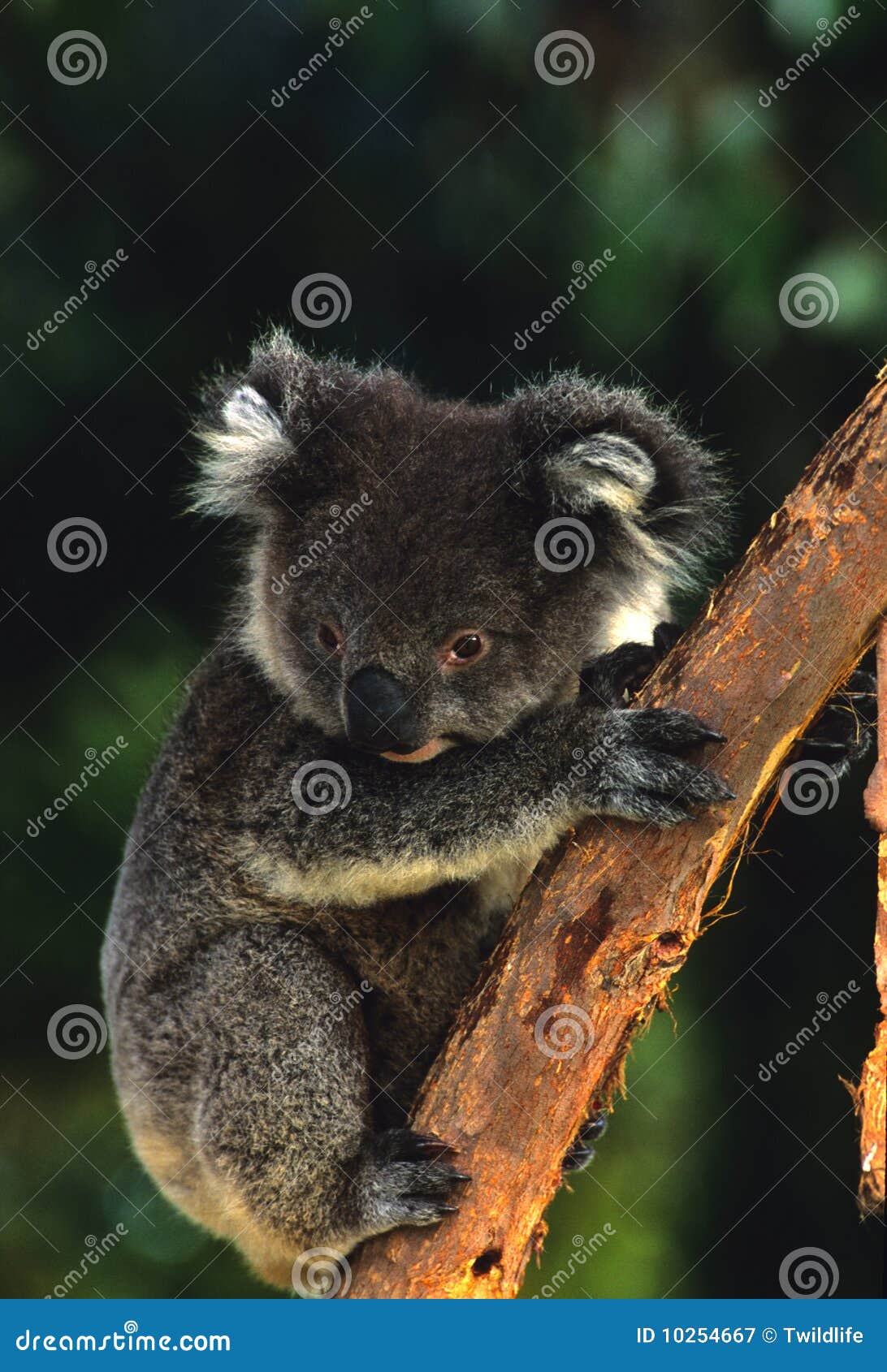 Koala Close Up stock image. Image of mammal, kangaroo - 10254667