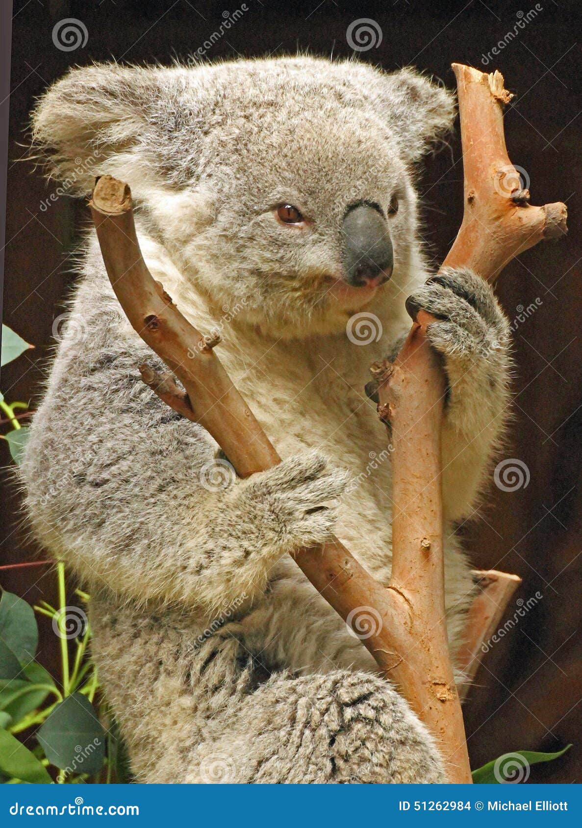 Koala stock photo. Image of limb, climber, dweller, endangered - 51262984