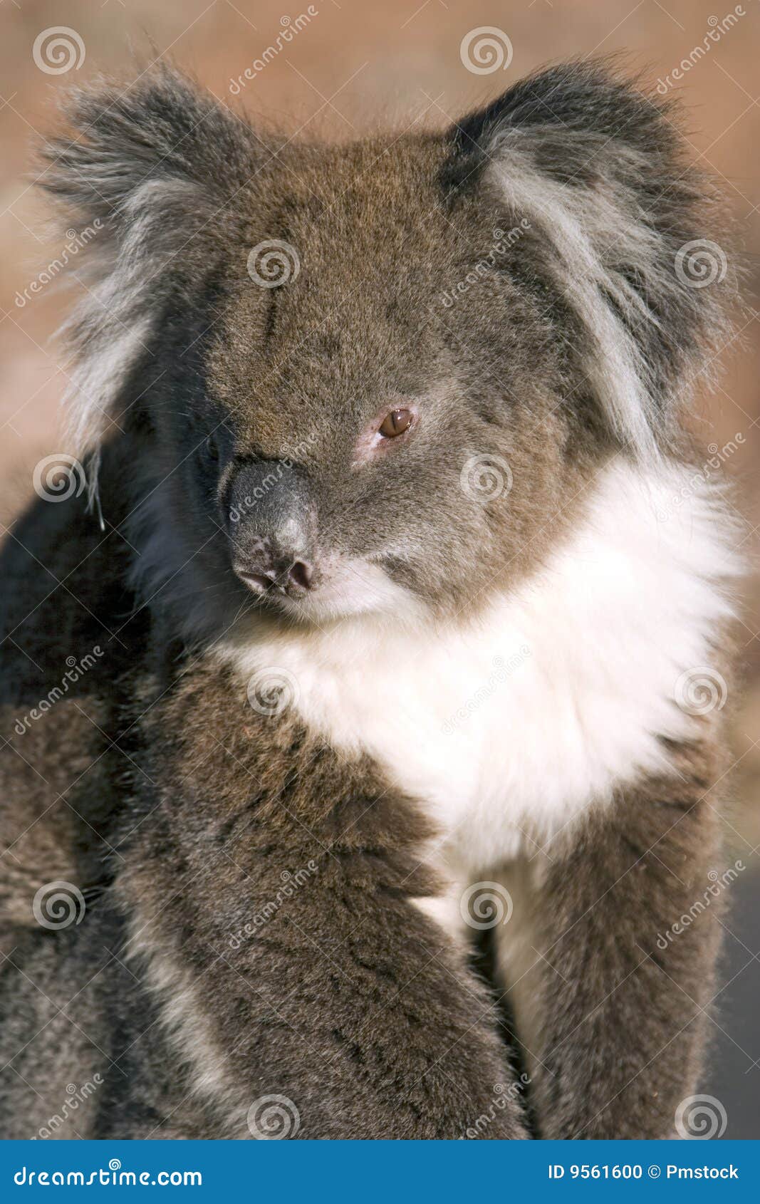Koala closeup stock photo. Image of mammal, cute, furry - 9561600