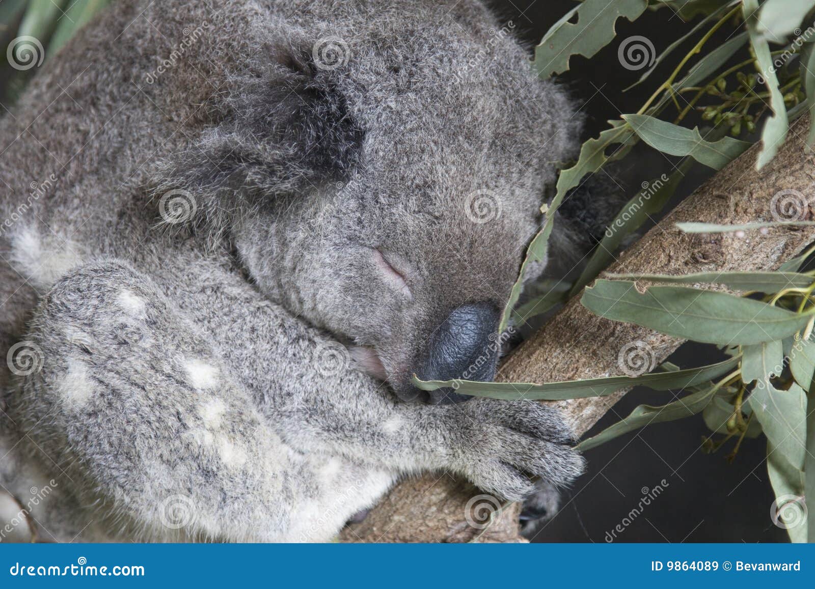 Koala closeup stock image. Image of animal, ecology, travel - 9864089