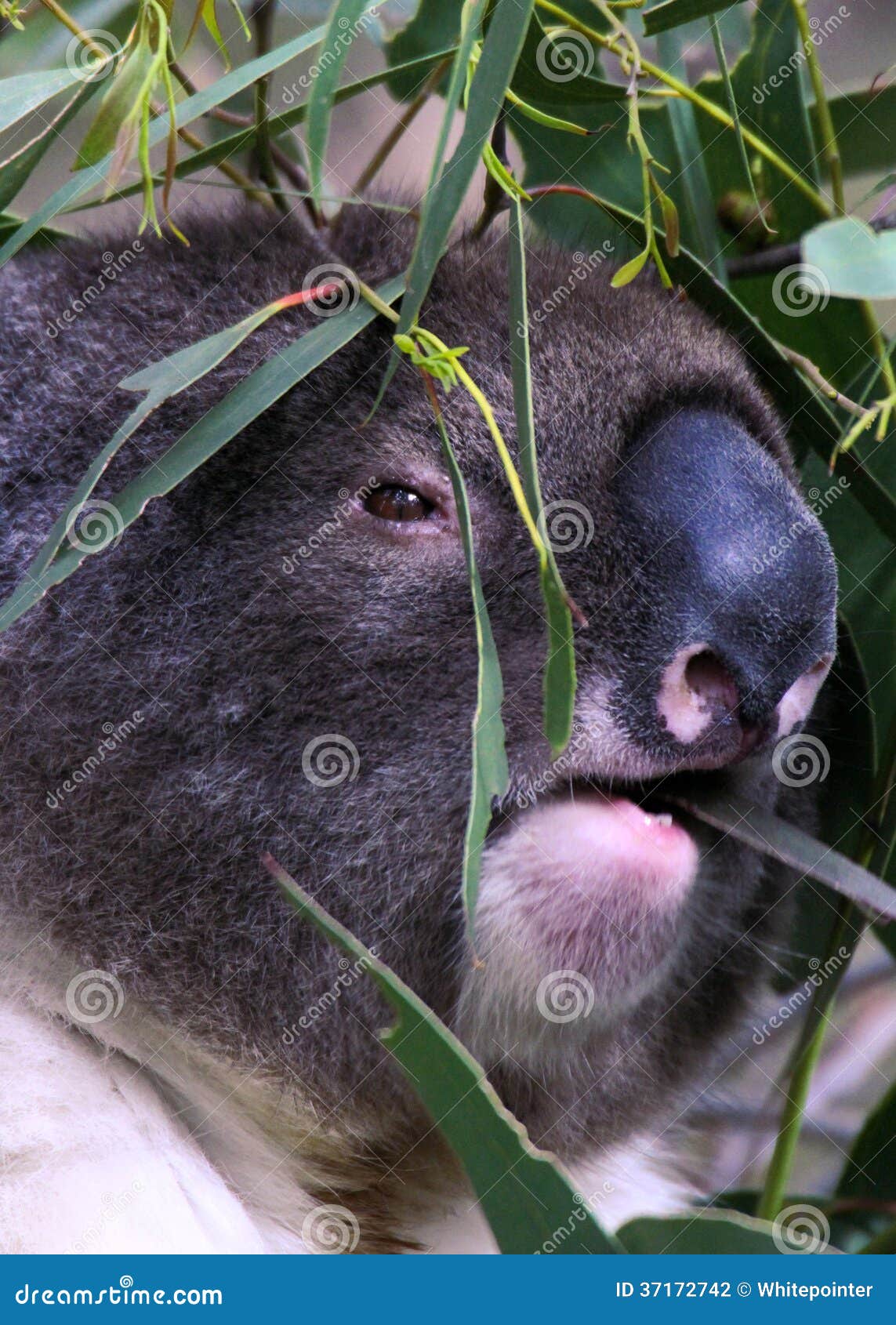 Koala Closeup stock photo. Image of cute, australia, outback - 37172742