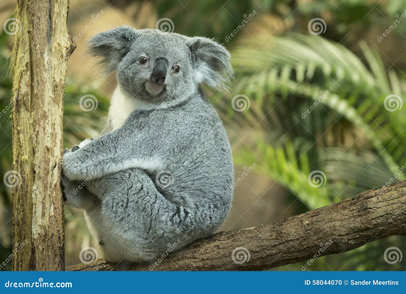 Koala closeup stock photo. Image of furry, marsupial - 58044070