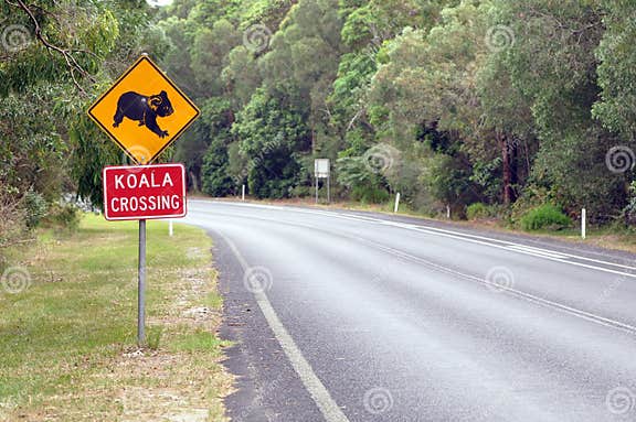 Koala Crossing stock photo. Image of travel, outback - 12080856