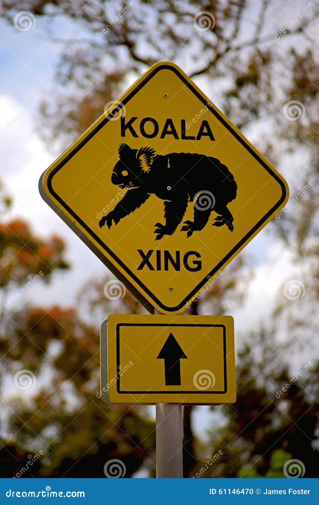 Koala Crossing Road Sign In Australia Stock Photo | CartoonDealer.com ...