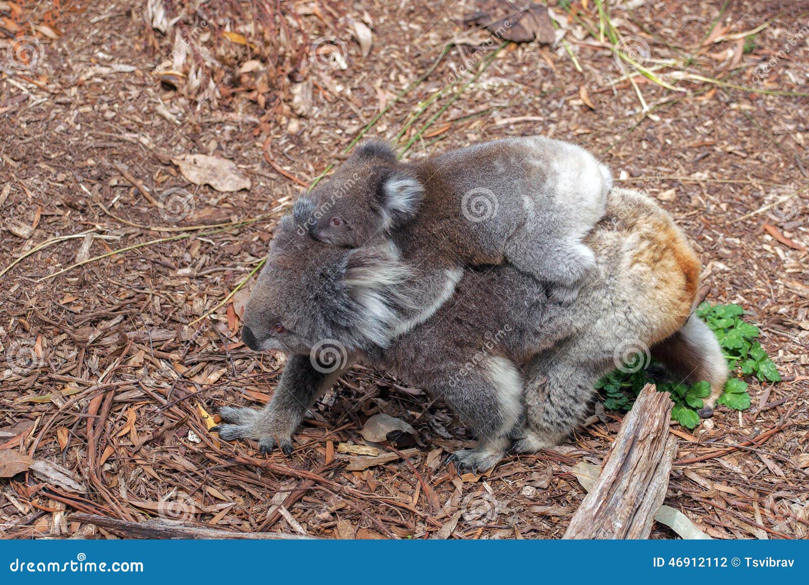 Koala with Cub on Its Back Walking on the Ground Stock Photo - Image of ...