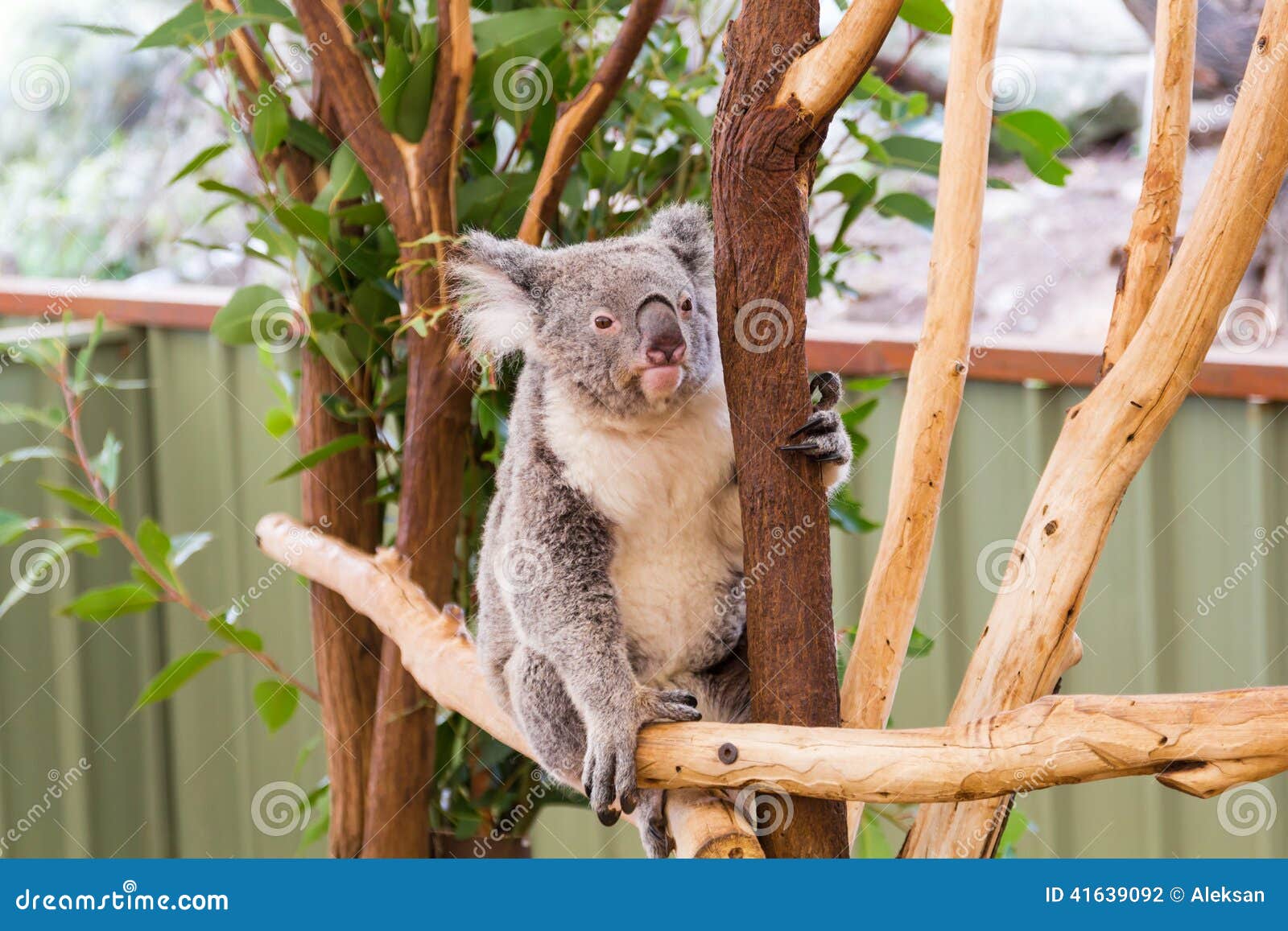 Koala curioso foto de archivo. Imagen de curiosidad, garra - 41639092