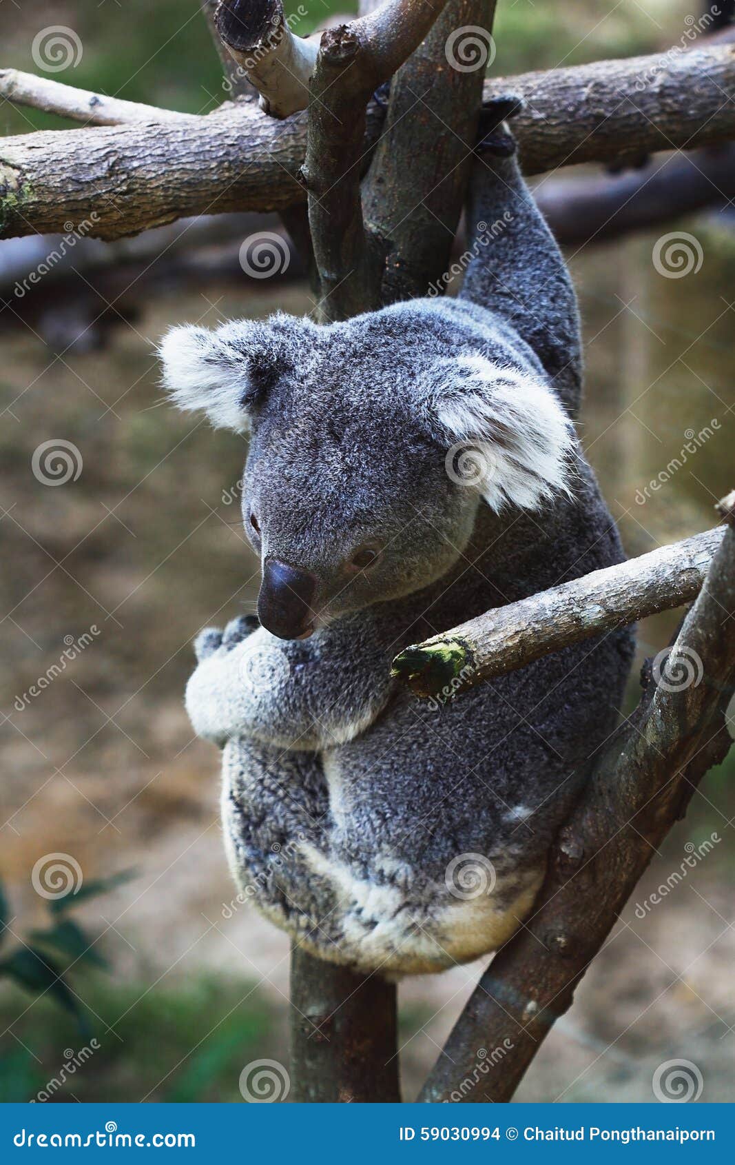 Koala cute hanging stock photo. Image of phascolarctos - 59030994