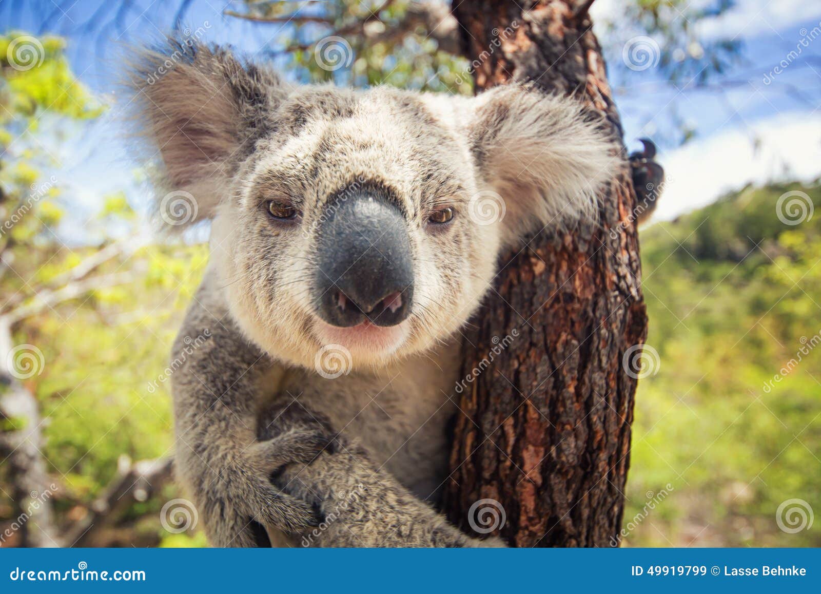 Koala stock image. Image of sweet, queensland, tree, koala - 49919799