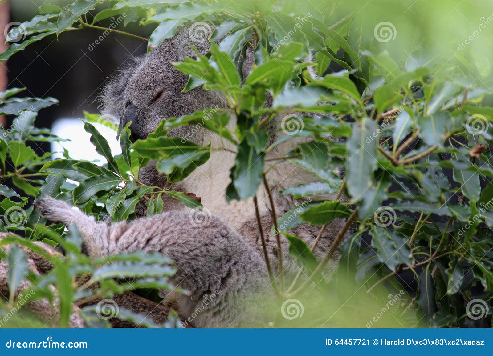 Koala dreams stock image. Image of sleep, vegetation - 64457721