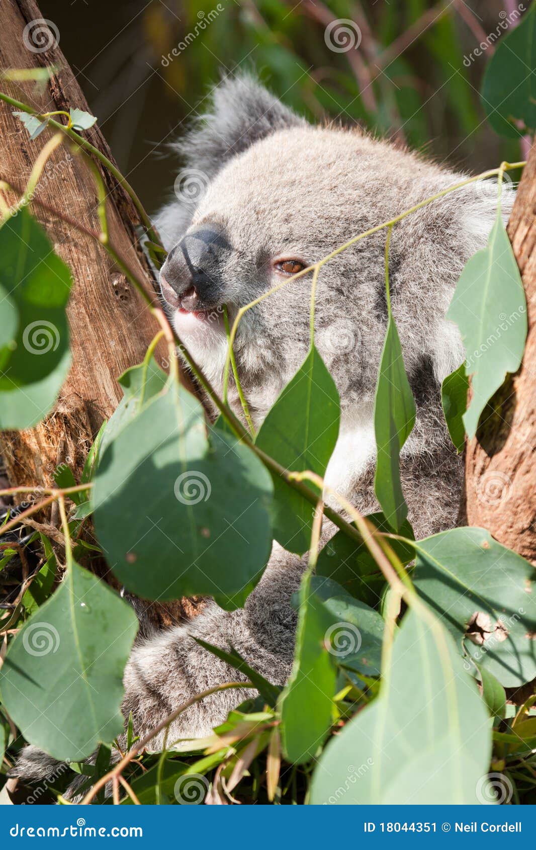 Koala eating stock image. Image of victoria, places, mammal - 18044351
