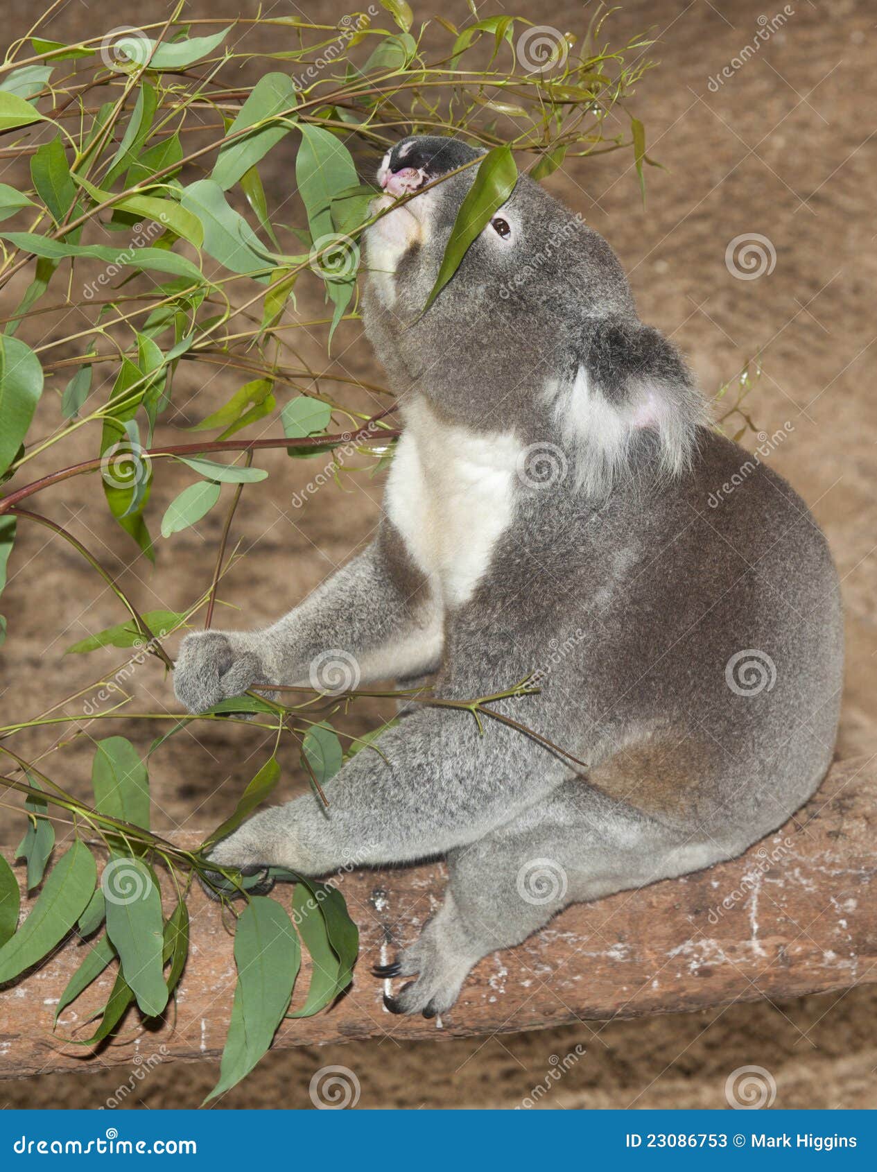 Koala eating stock image. Image of eating, limb, eucalyptus - 23086753