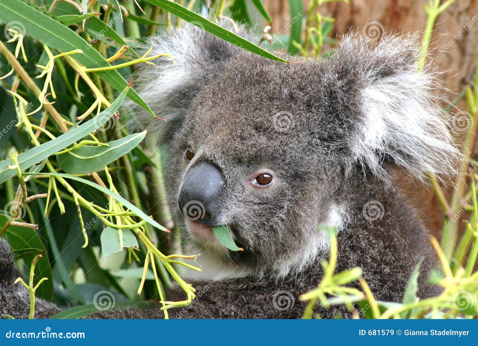 Koala Eating stock image. Image of close, marsupial, cute - 681579