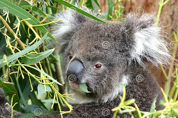 Koala Eating stock image. Image of close, marsupial, cute - 681579