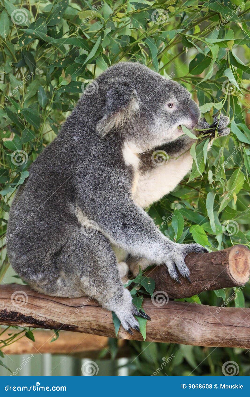 Koala Eating stock photo. Image of australian, branch - 9068608