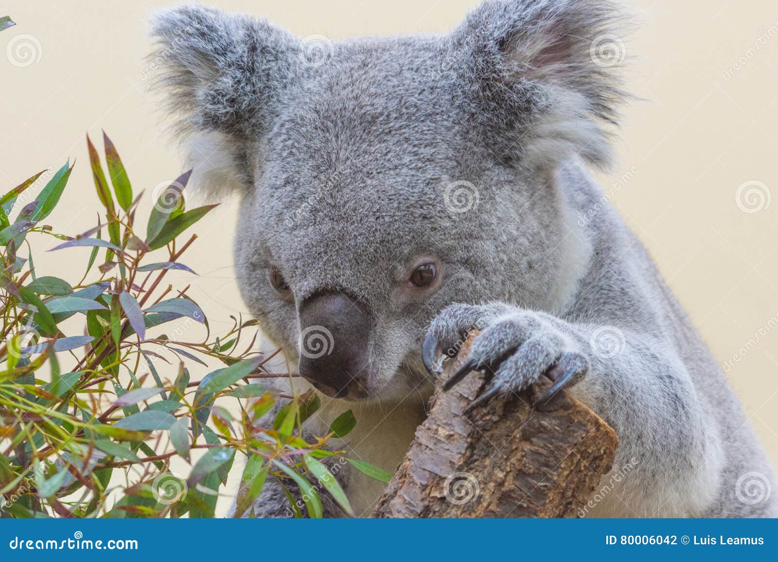 Koala eating closeup stock photo. Image of habitat, antipode - 80006042