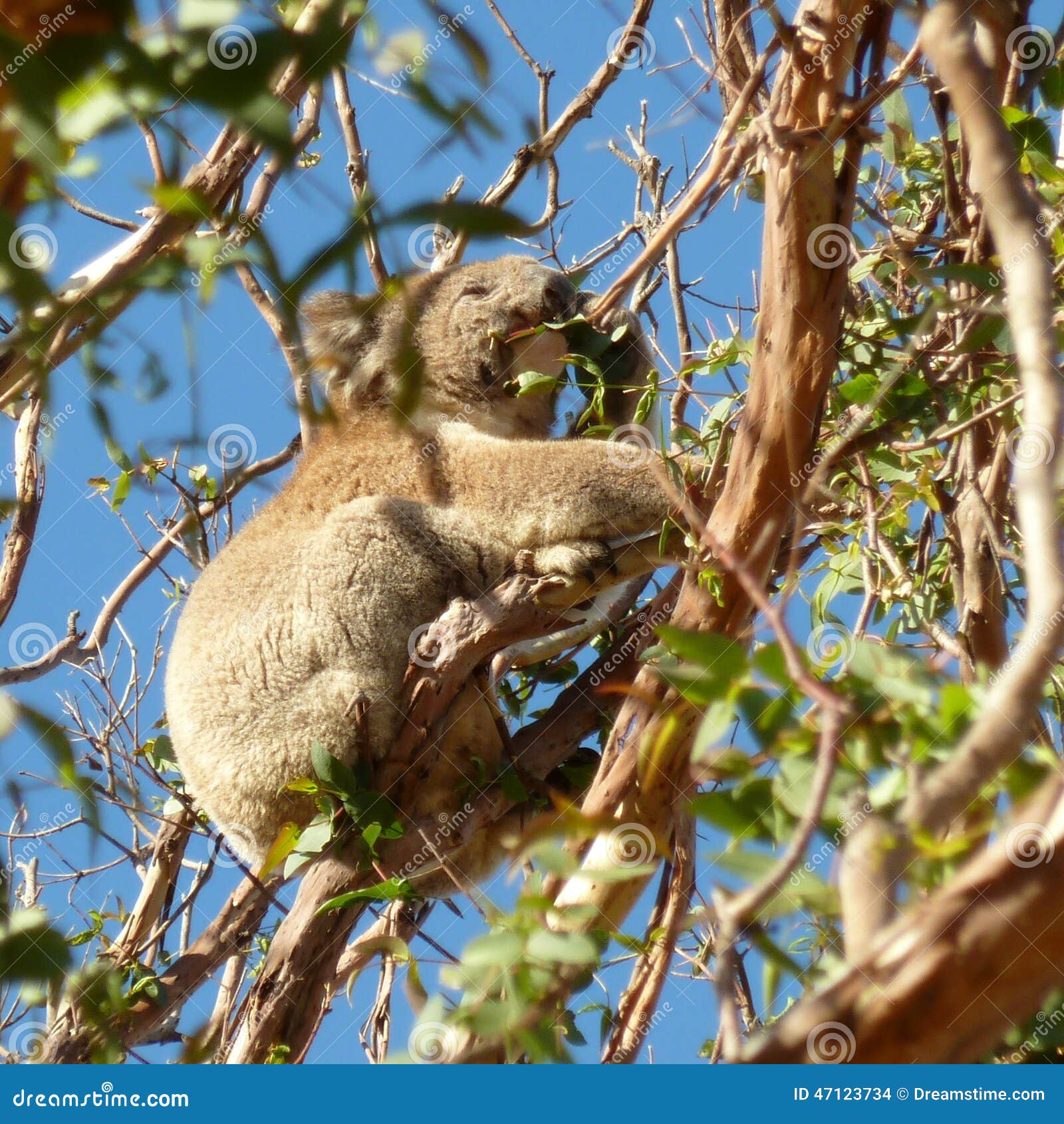Koala Eating in Eucalyptus Tree Stock Photo - Image of phascolarctos ...