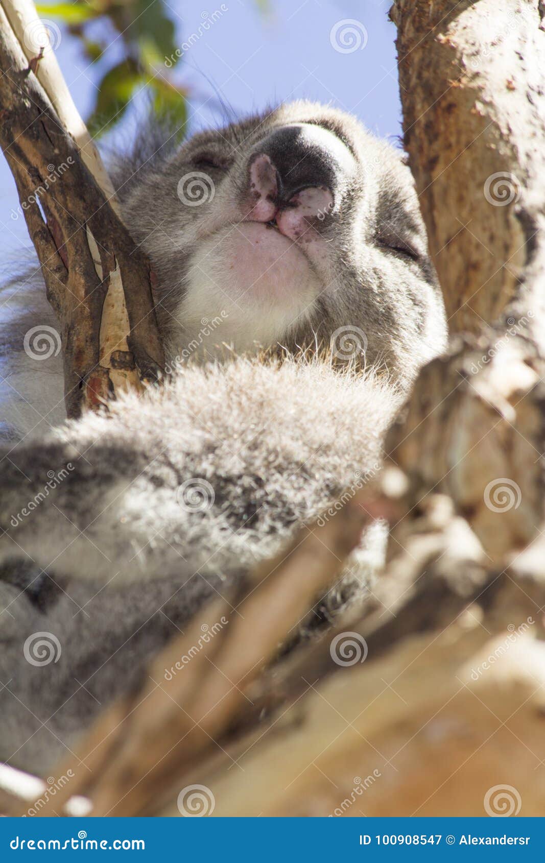 Koala Eating Eucalyptus in Tree Melbourne Australia Nice Stock Image ...
