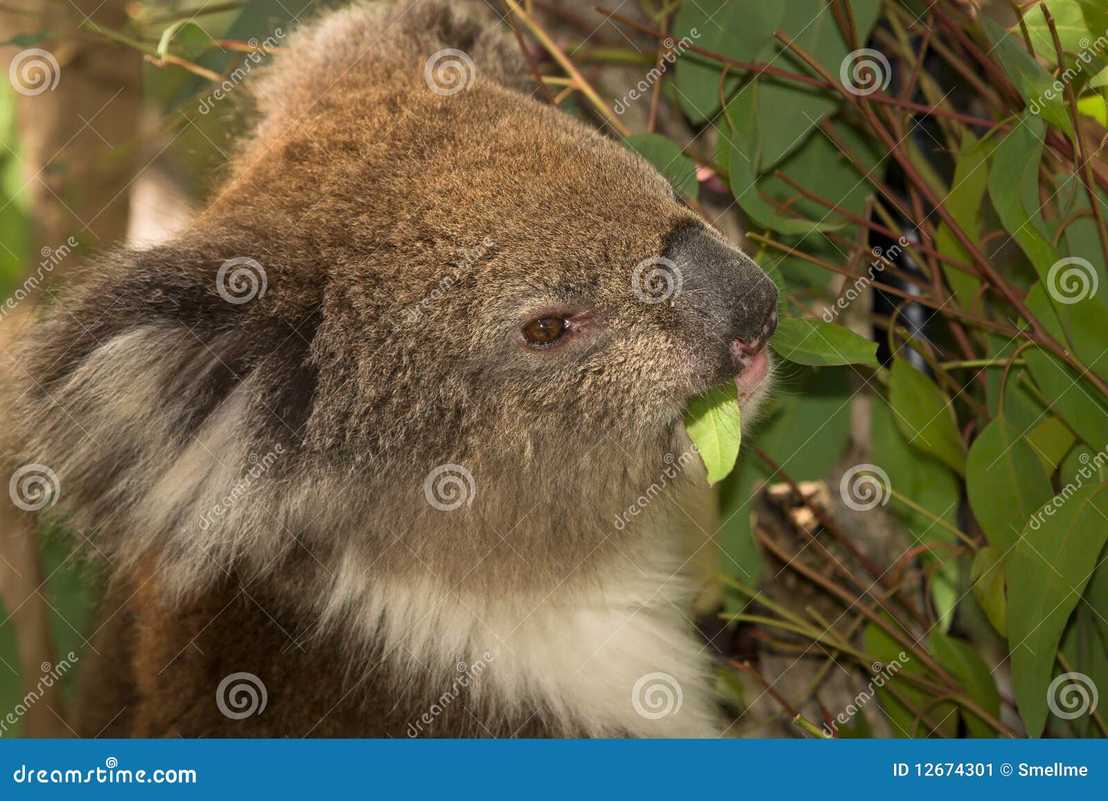 Koala eating portrait stock image. Image of eucalyptus - 12674301