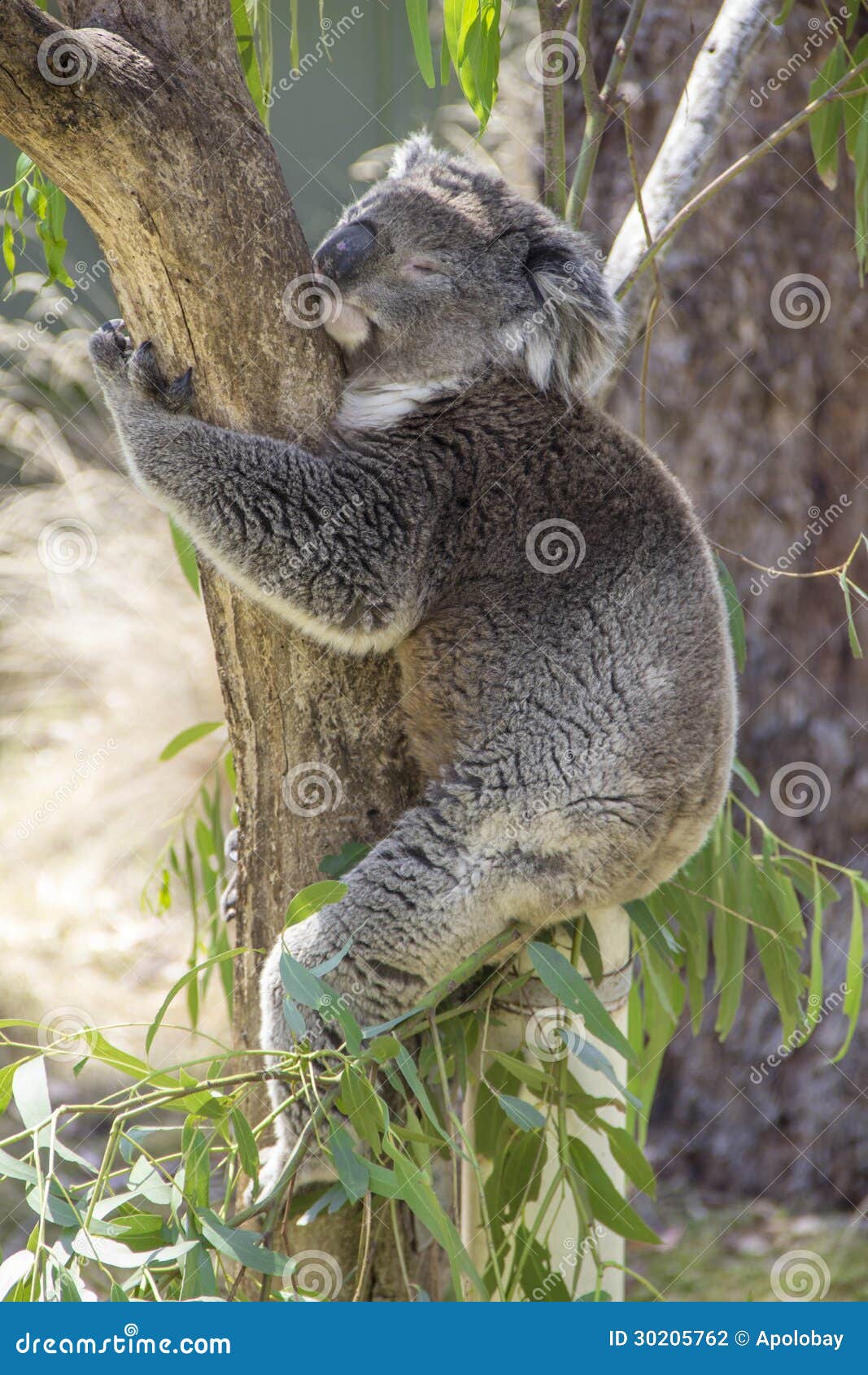 Koala El Dormir Que Abraza Un árbol En Los Wi De La Isla De Phillip ...