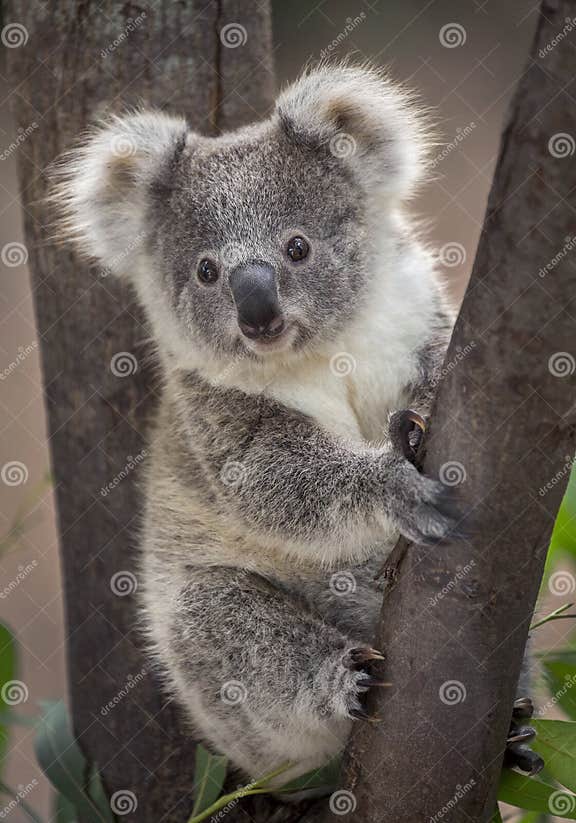 Koala en árbol foto de archivo. Imagen de salir, lémur - 121504290