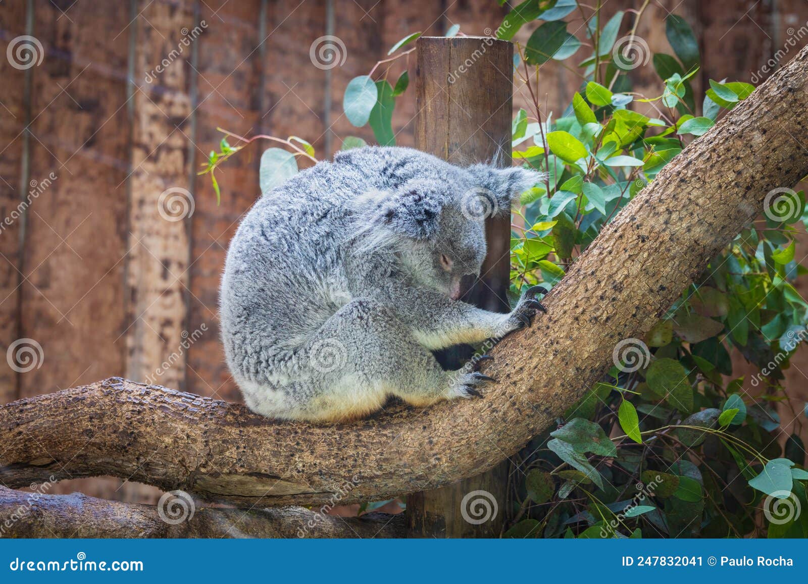 Koala endormi dans le zoo image stock. Image du animal - 247832041