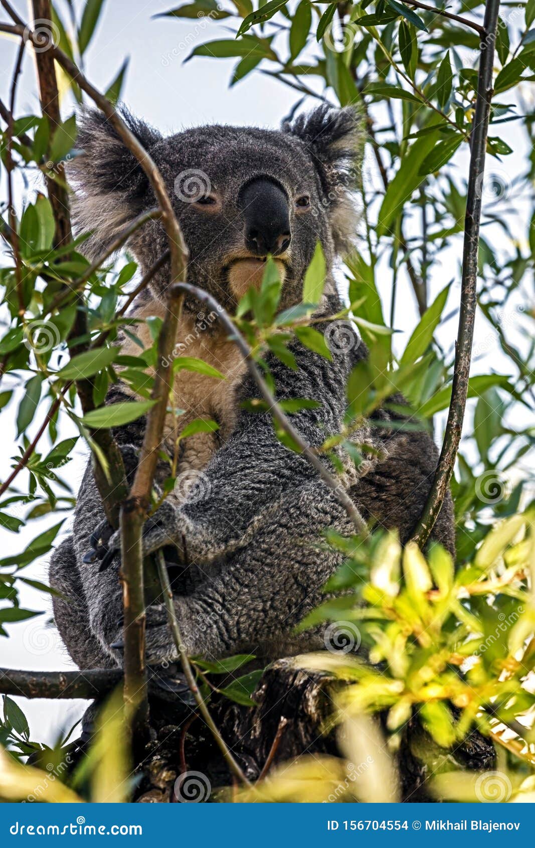 Koala on the tree 5 stock photo. Image of view, clamber - 156704554