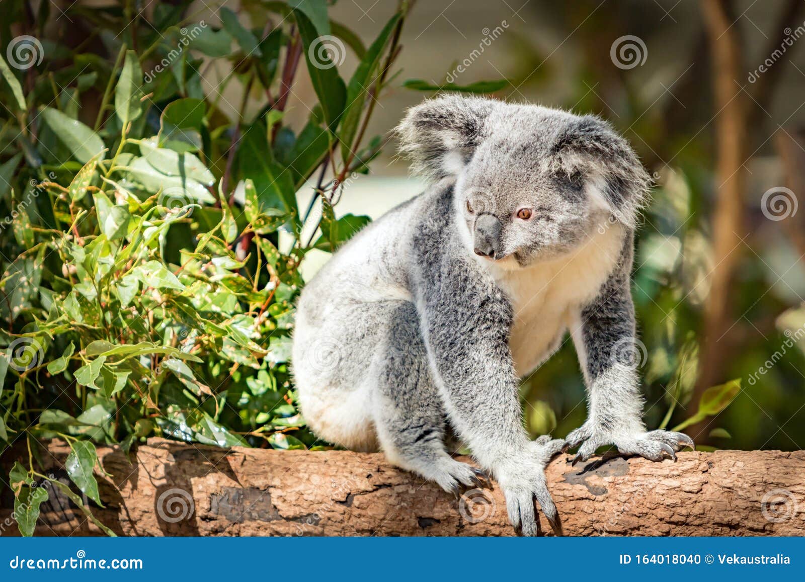 Koala in a Eucalyptus Tree Australia Stock Photo - Image of eucalypt ...