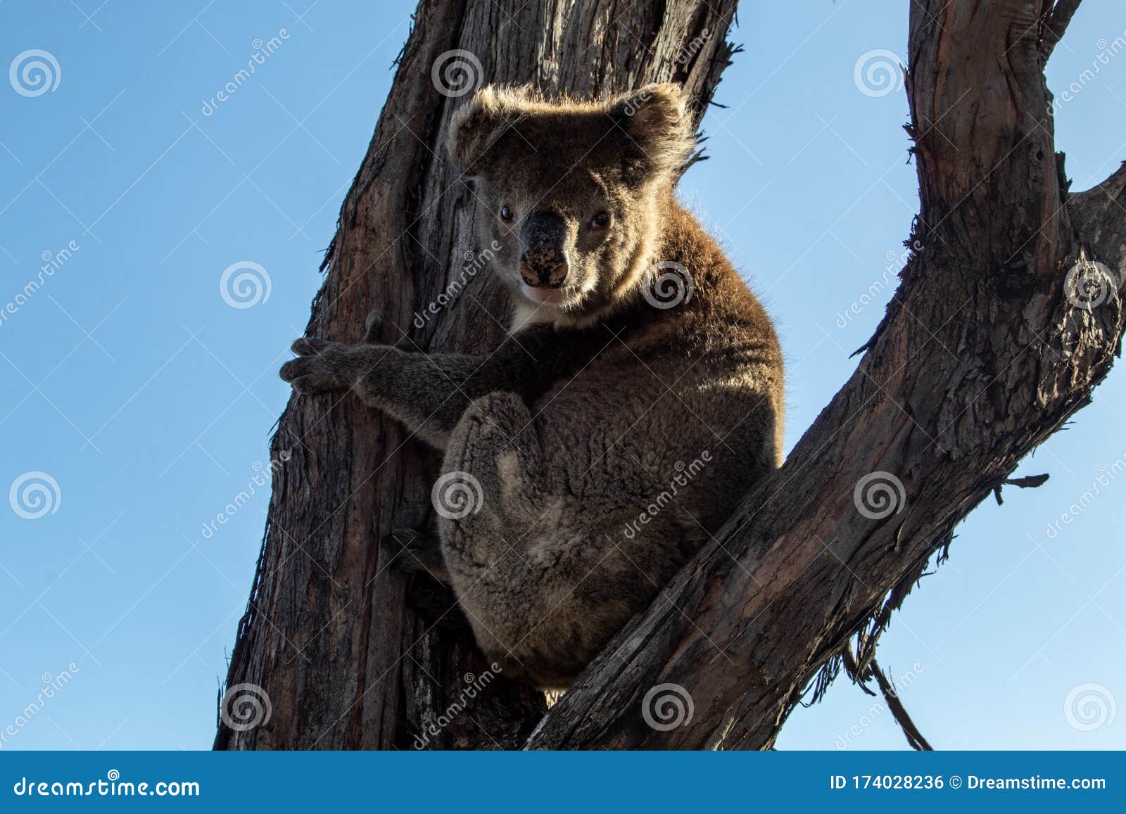 Koala in eucalyptus tree stock photo. Image of animal - 174028236