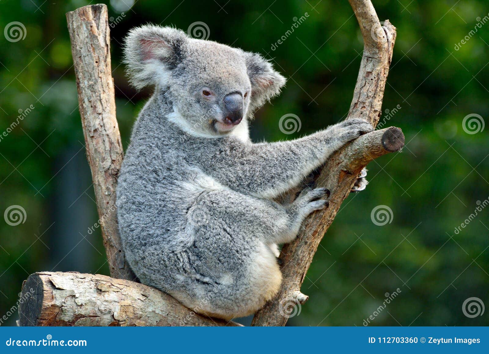 Koala on Eucalyptus Tree in Australia. Stock Photo - Image of bear ...