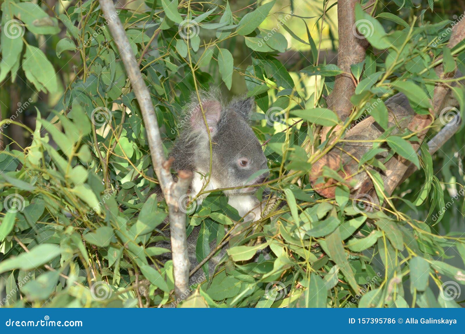 Koala on the Eucalyptus Tree in Australia Stock Photo - Image of grey ...