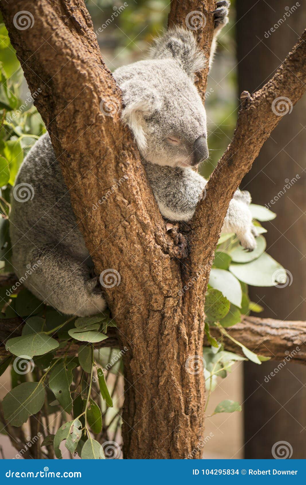 Koala in a Eucalyptus Tree. Stock Photo - Image of mammal, wildlife ...