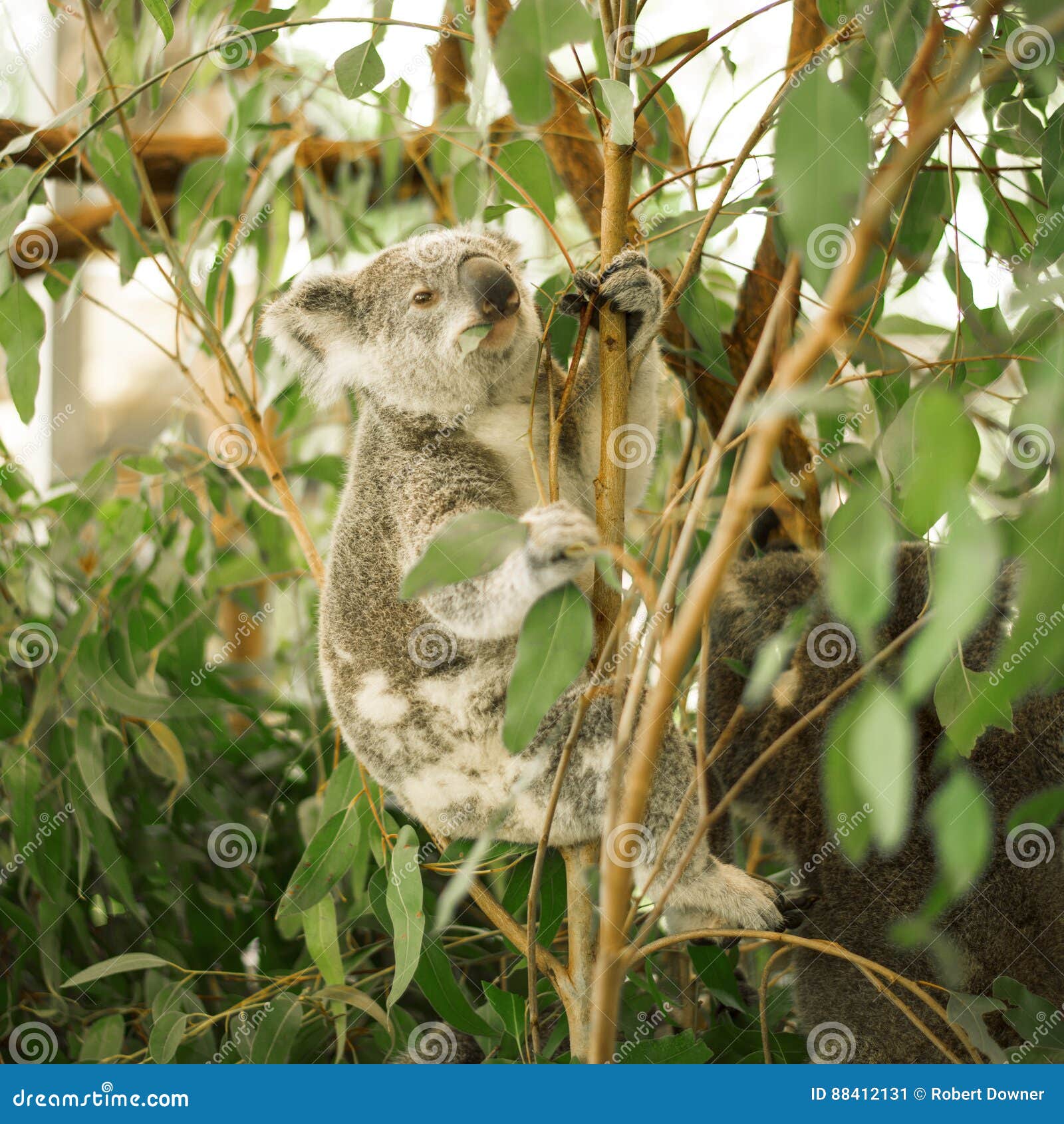 Koala in a Eucalyptus Tree. Stock Image - Image of background, icon ...