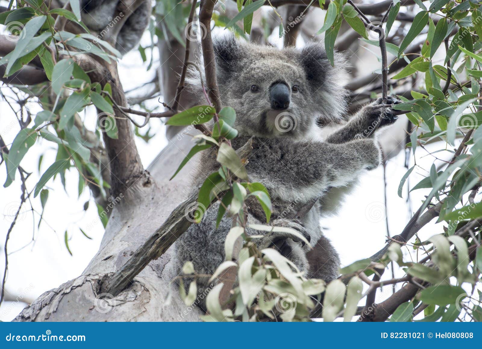 Koala in Eucalyptus Tree, Southern Australia Stock Image - Image of ...