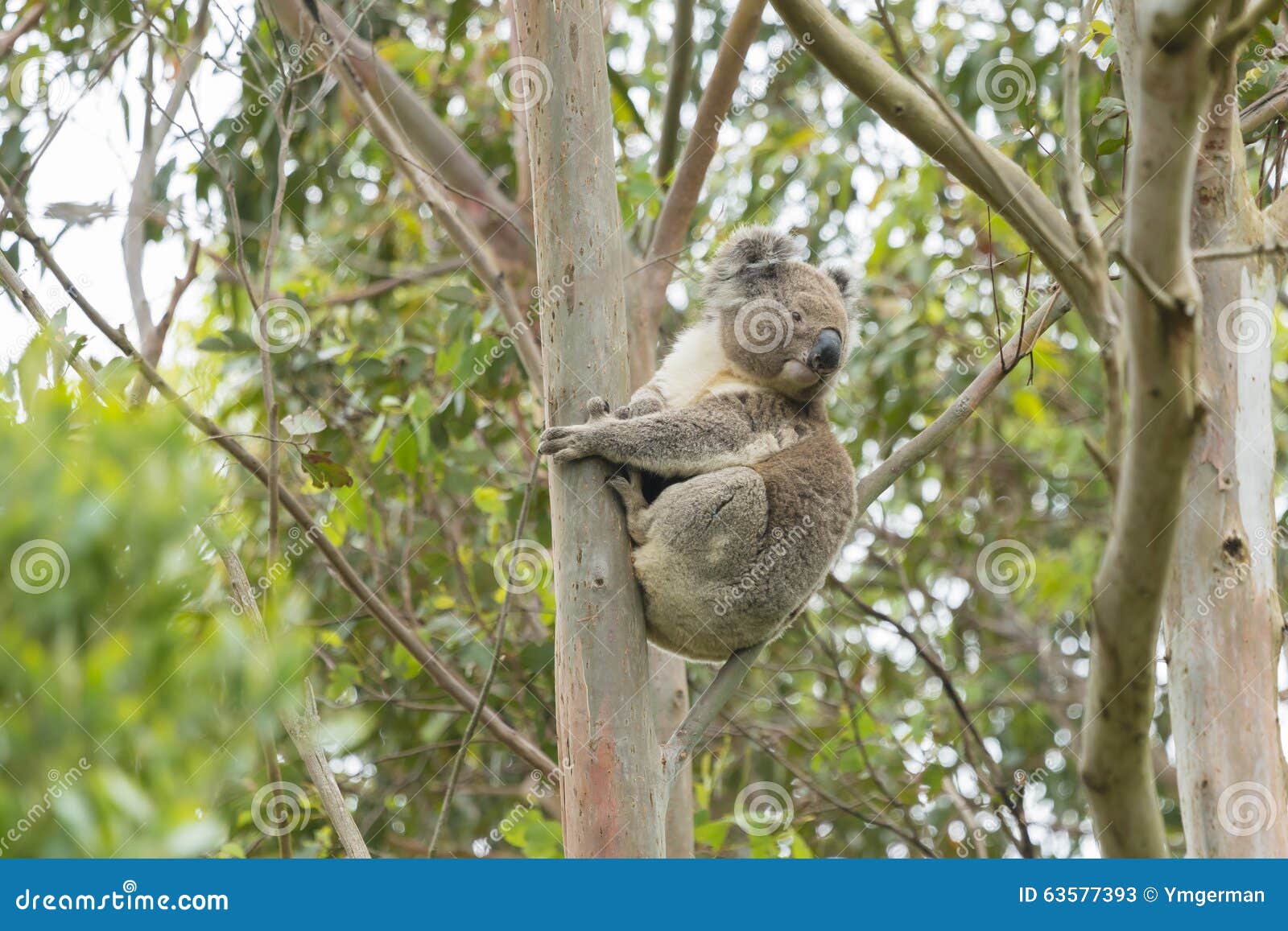 Koala on a eucalyptus tree stock image. Image of forest - 63577393