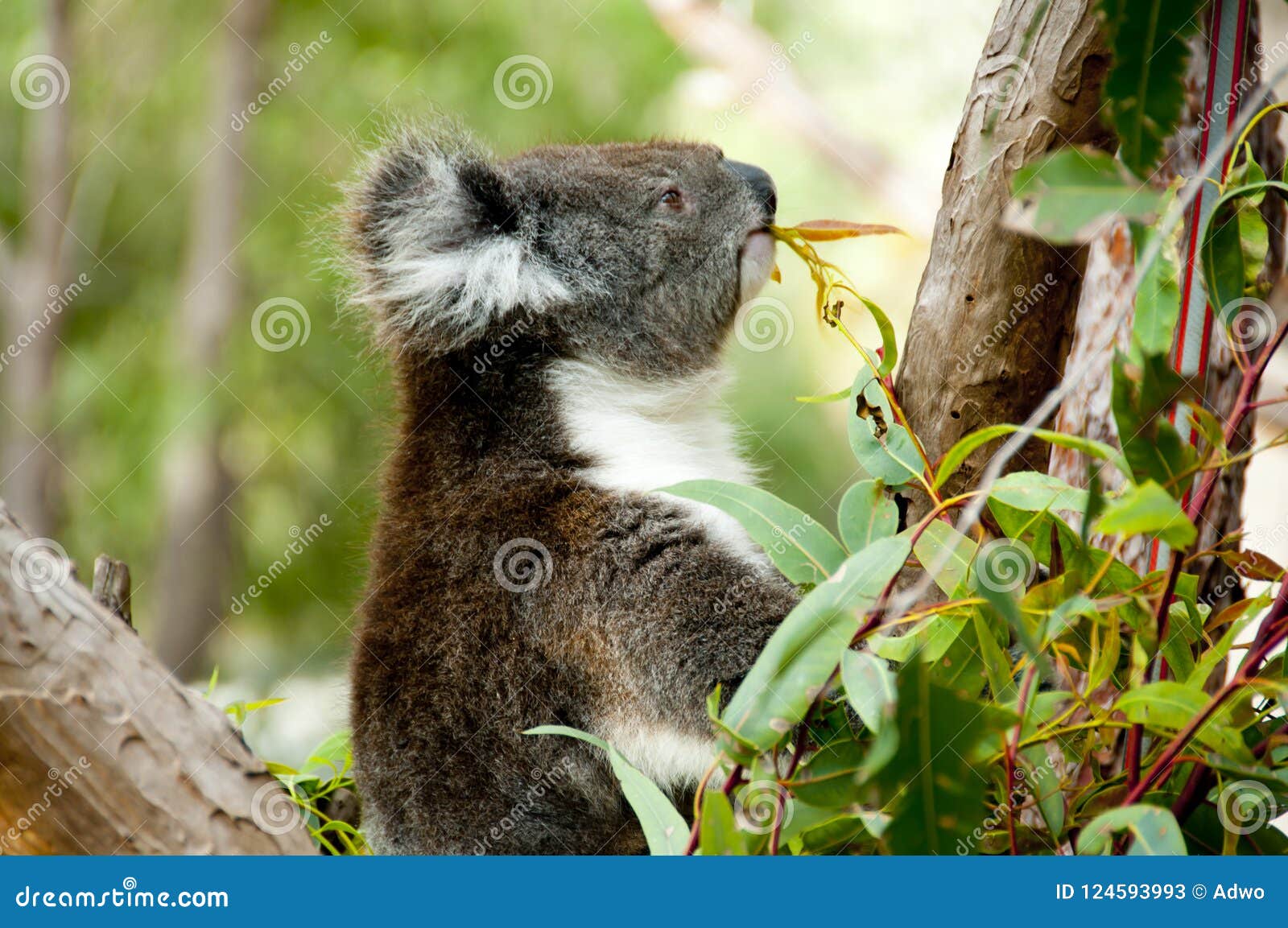 Koala on Eucalyptus Tree stock image. Image of national - 124593993