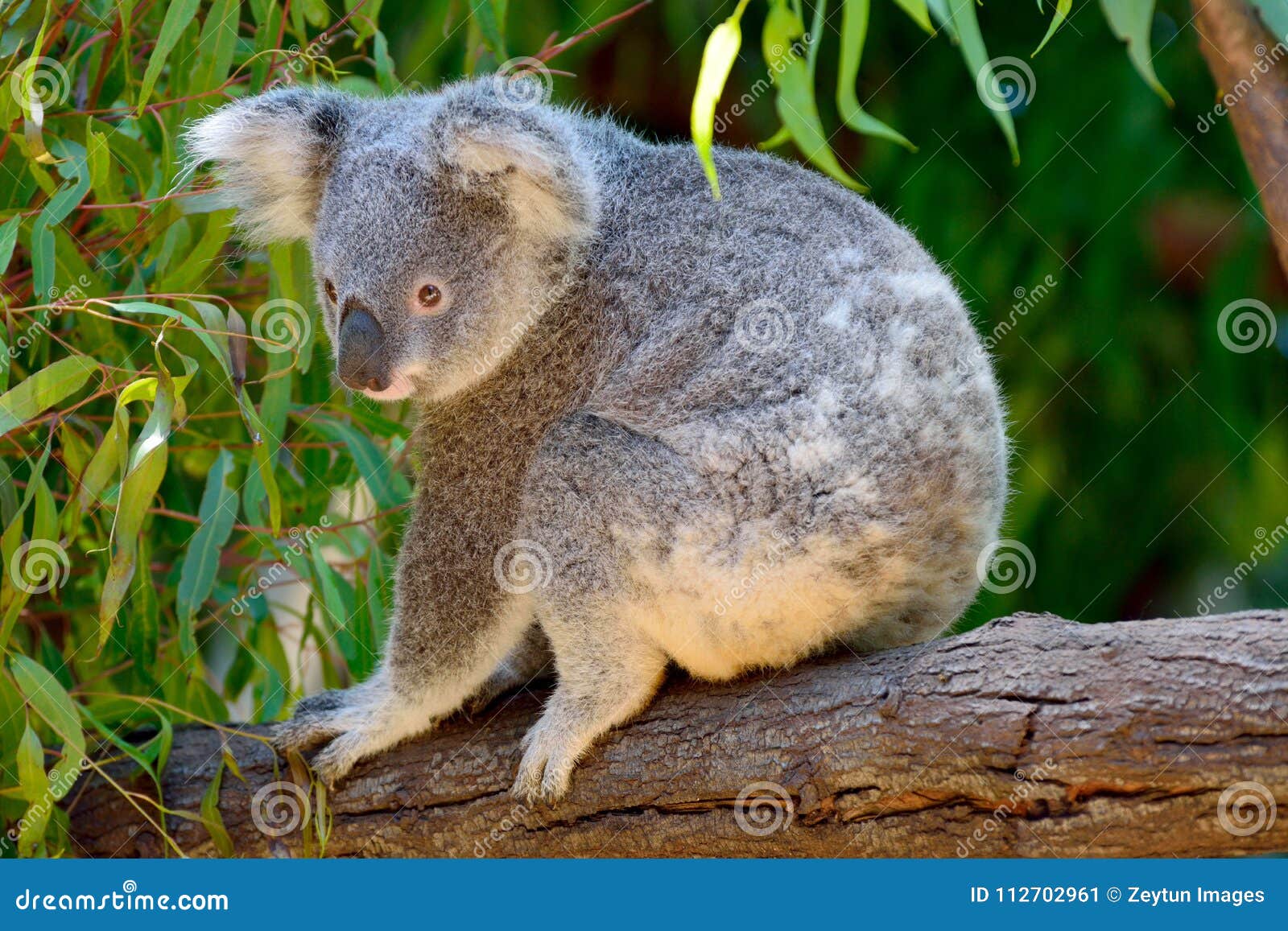 Koala In Eucalyptus Tree, Southern Australia Royalty-Free Stock Photo ...