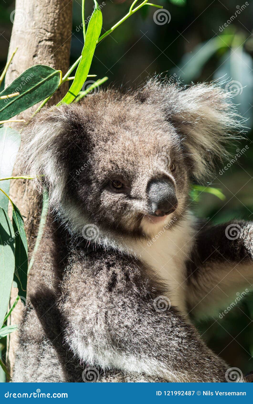 Koala in a Eucalyptus Tree in the Yarra Valley in Australia Stock Image ...