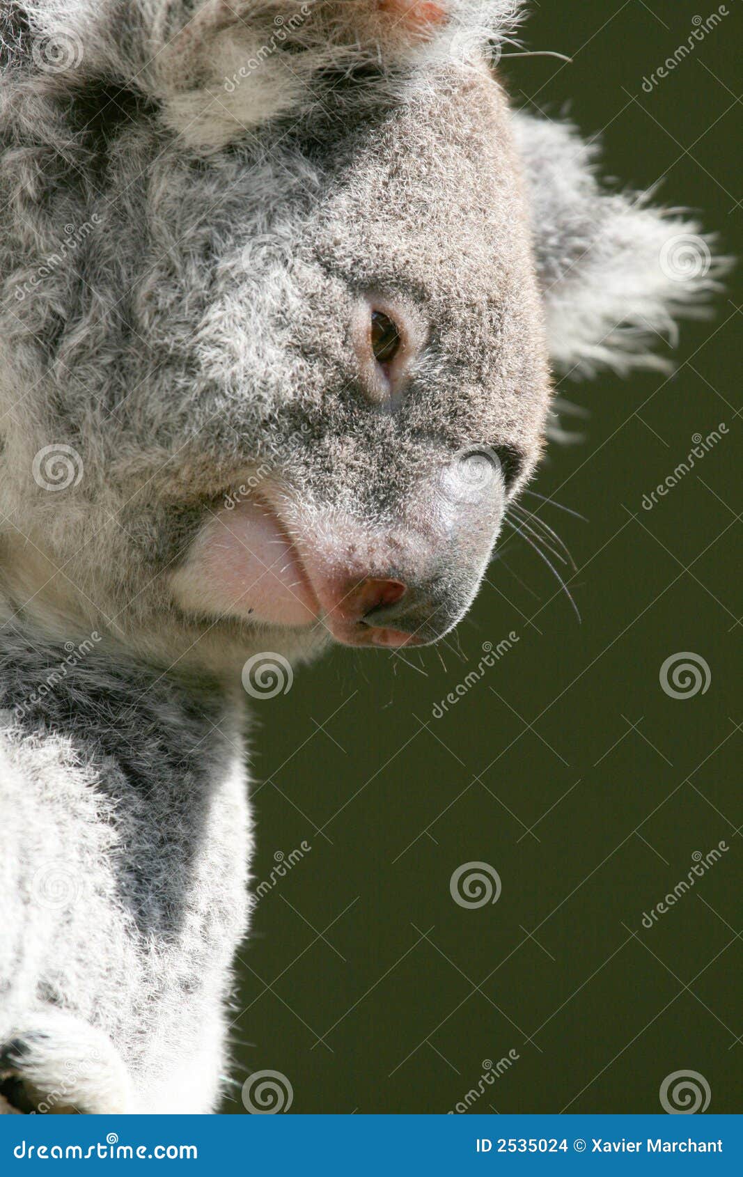 Koala face stock photo. Image of animal, head, wild, male - 2535024