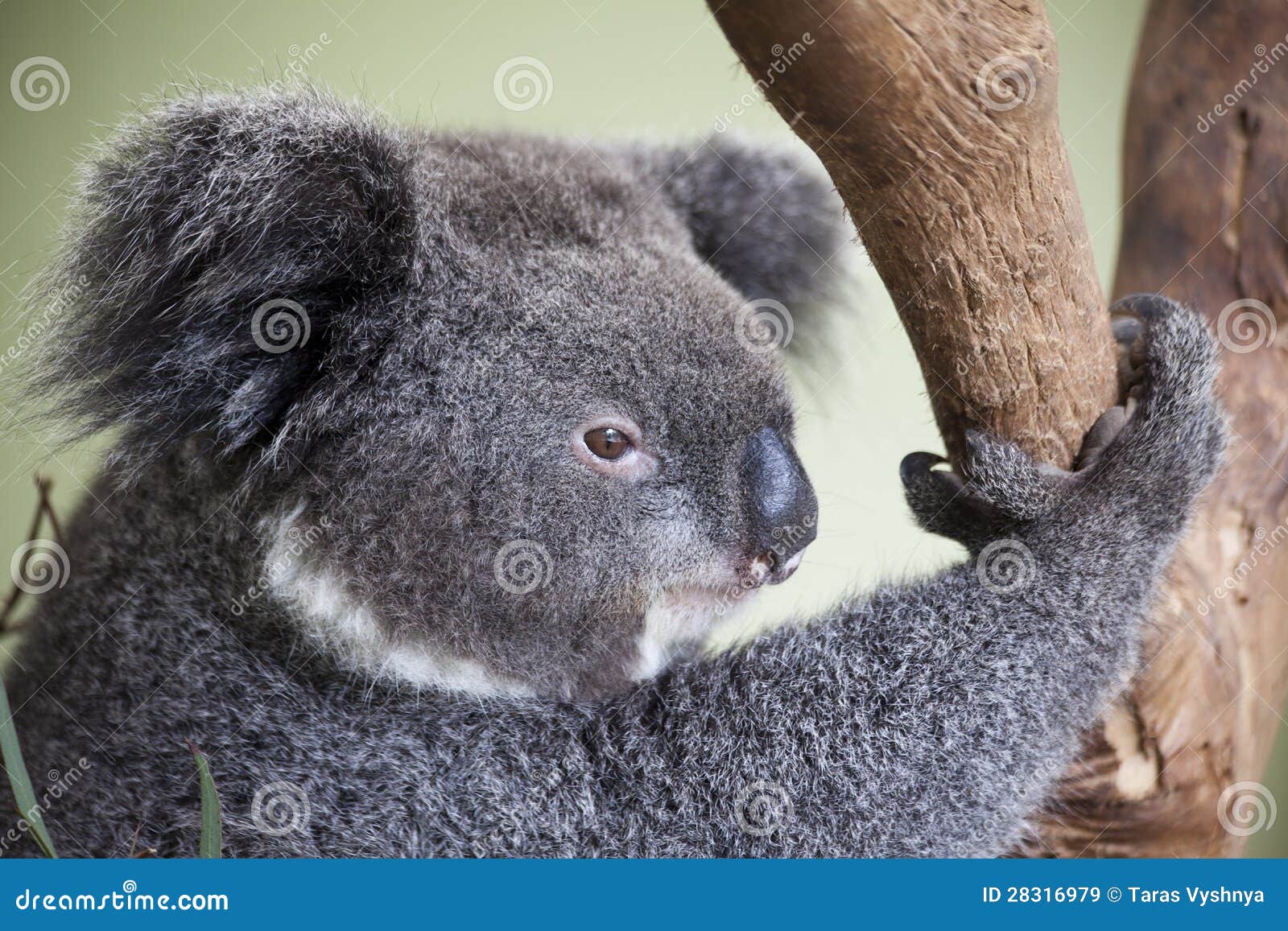 Koala face stock image. Image of endemic, life, marsupial - 28316979