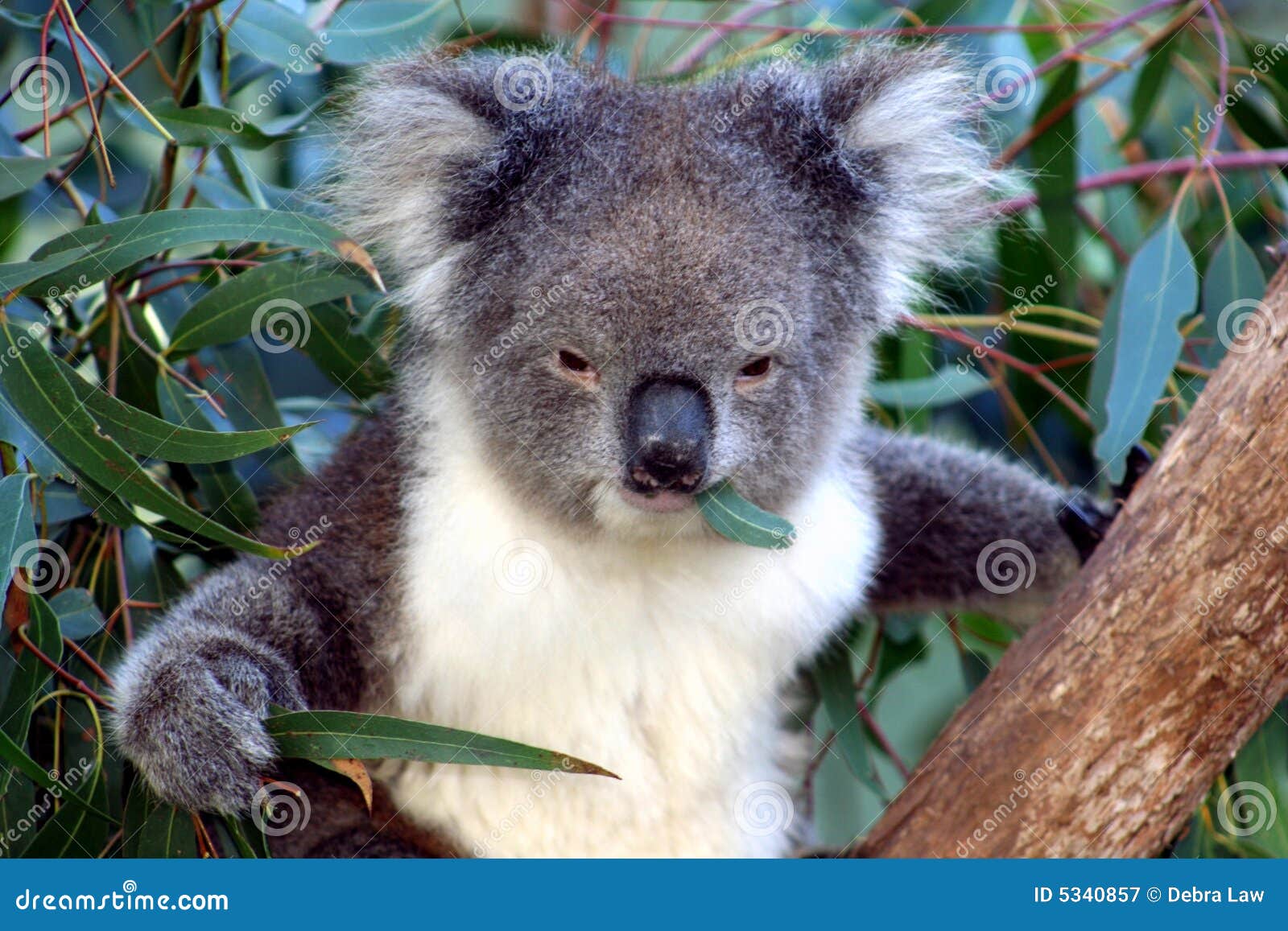 Koala Funny Face